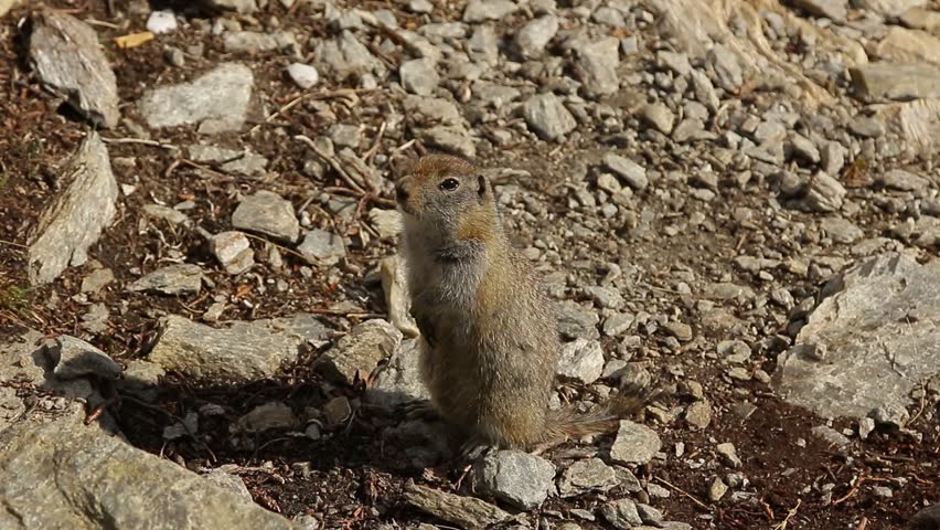 4K Hungry Gopher Search Food And Scratch Ground, Squirrel In Arid Place ...