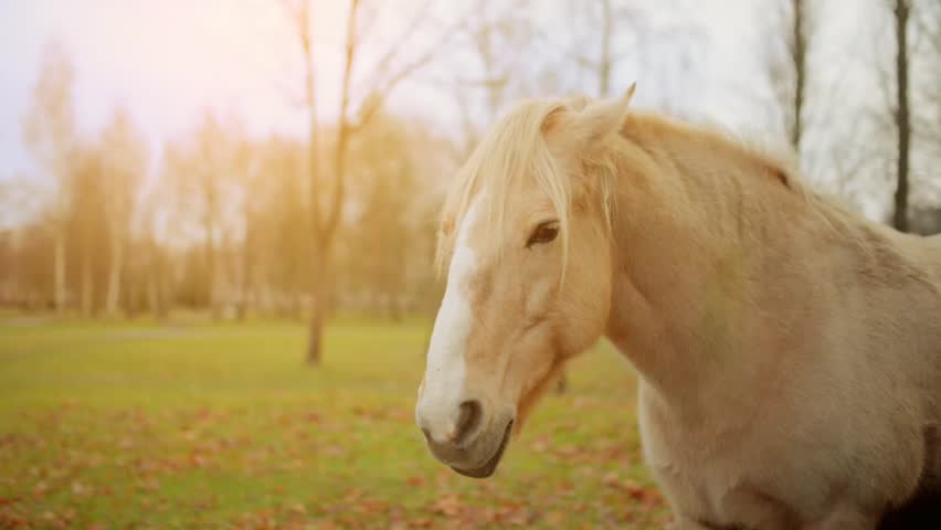 Palomino Horse Suit Grazing In Pasture. Palomino Is A Coat Color In ...