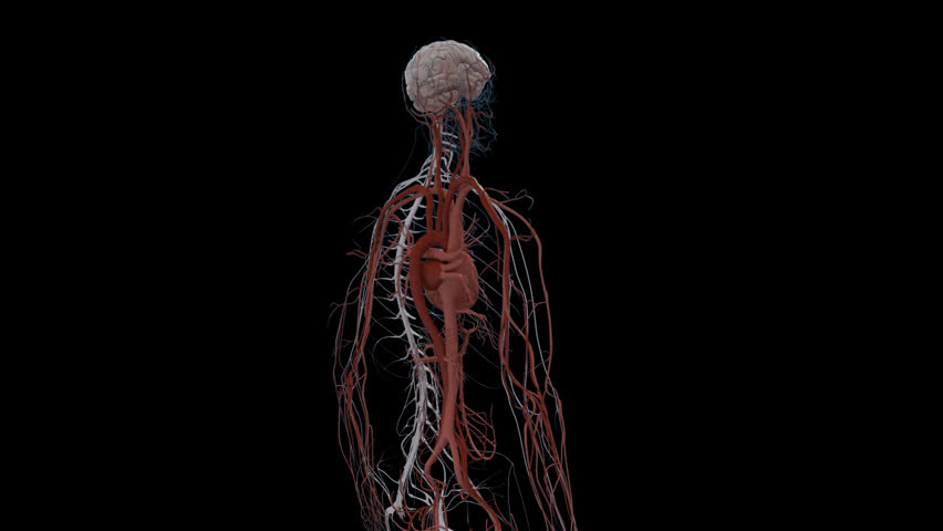 Peripheral Nervous System 3d