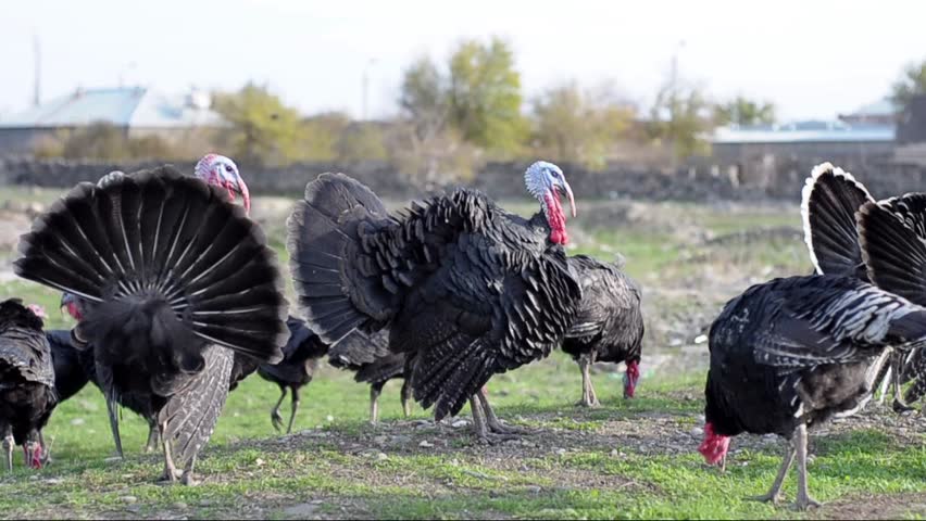 Turkey On the Farm Stock Footage Video (100% Royalty-free) 3059929 ...