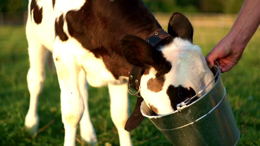 Cows Drinking Water On Dairy Farm. Cows Breeding At Modern Milk Farm ...