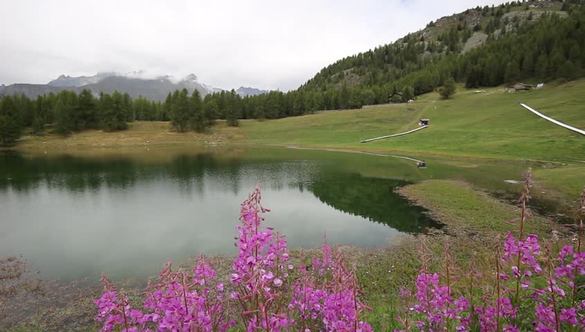 Pink Flower Field Background - Field Of Beautiful Pink Flowers Grows In ...