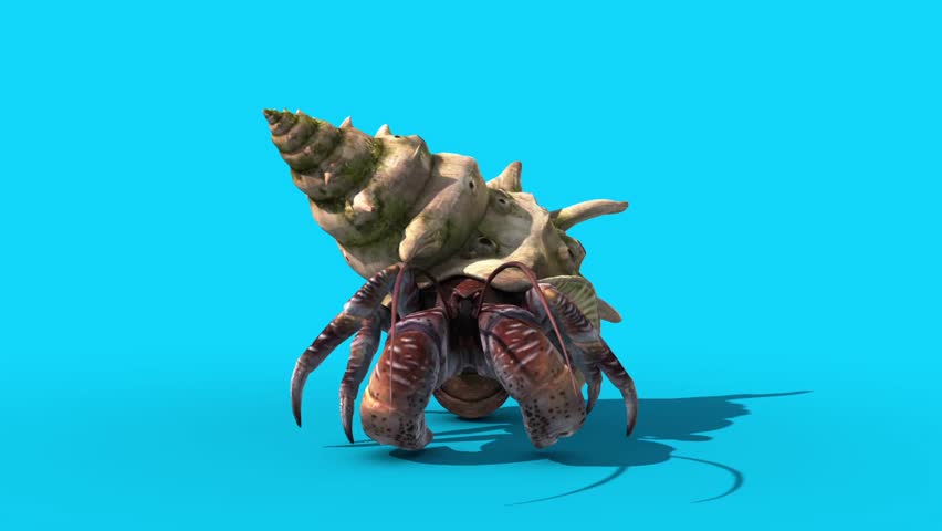 Hermit Crab Paguro Attacks Blue Screen 3D Rendering Animation Stock ...