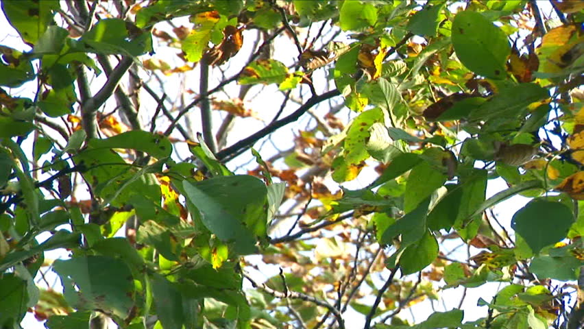 Autumn Leaves Moving Slowly In The Wind With Sunlight Breaking Through ...