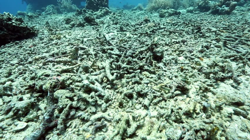 Dead Corals On Coral Reef Stock Footage Video (100% Royalty-free ...