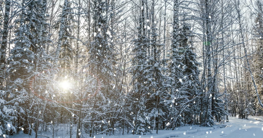 CINEMAGRAPH, 4k, Falling Snow In The Winter Forest, Loop Stock Footage ...