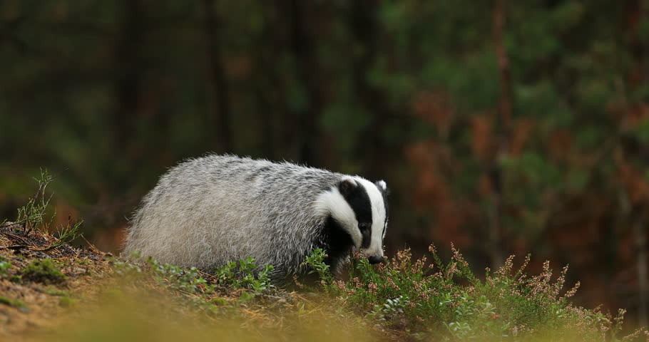 Badger image - Free stock photo - Public Domain photo - CC0 Images