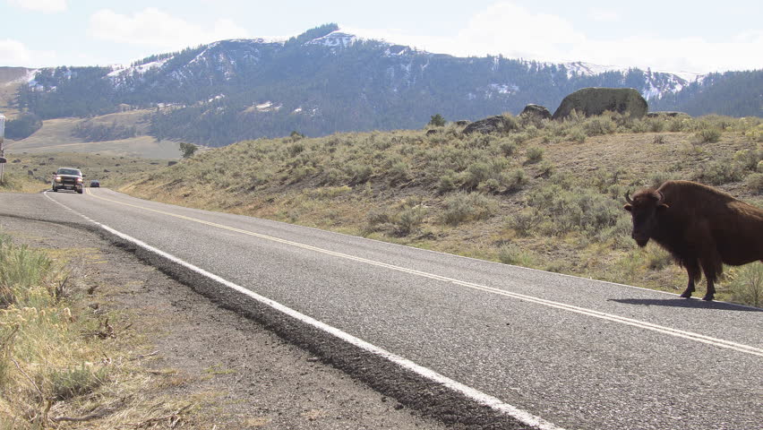 Bison by the car image - Free stock photo - Public Domain photo - CC0 ...