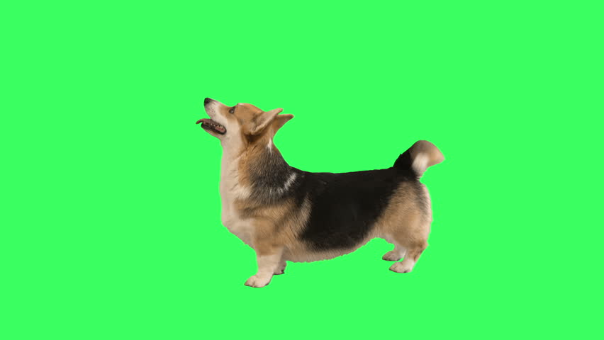 Corgi Stock Video Footage - 4K and HD Video Clips | Shutterstock