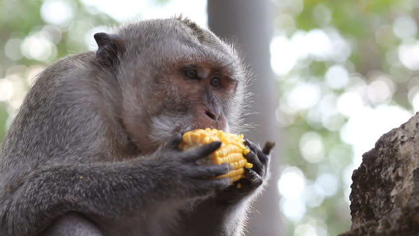 Monkey Enjoys Nibbling Corn Stock Footage Video (100% Royalty-free ...