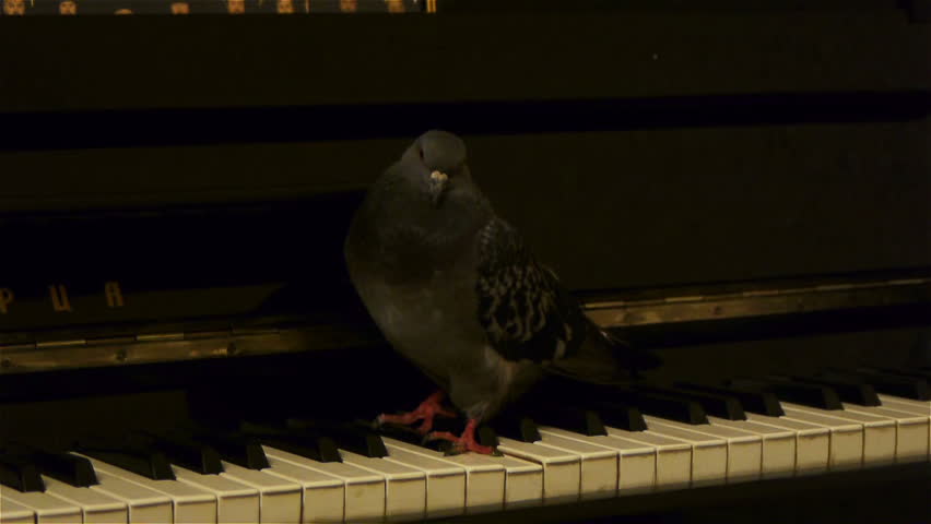 Stock video of pigeon bird plays the piano staying | 3206029 | Shutterstock
