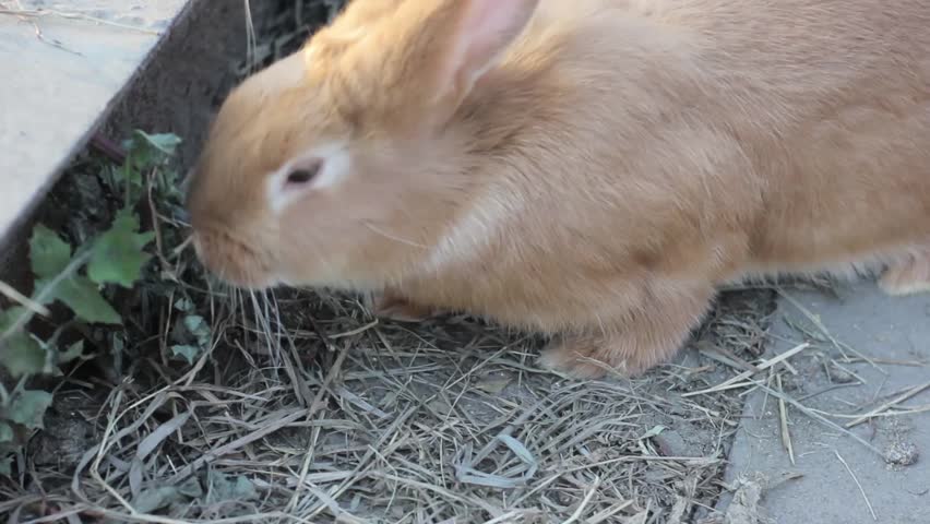 Big Red Rabbit On a Video de stock (totalmente libre de regalías ...