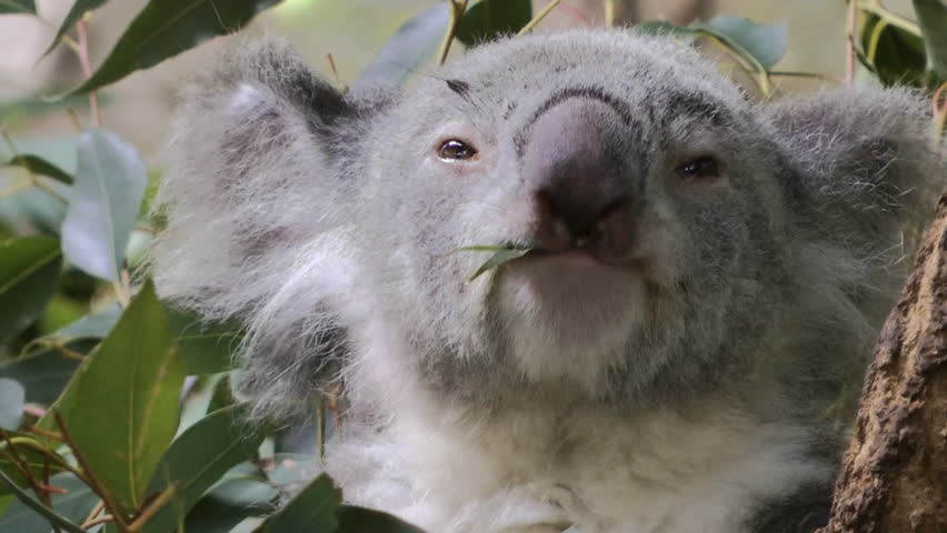 A Koala Chewing Eucalyptus Leaves. Close-up Shot. Stock Footage Video ...