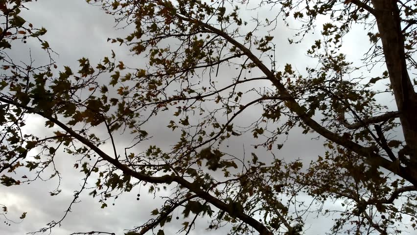 Slow Motion Tree Dance In The Wind. Stock Footage Video 32391217 ...