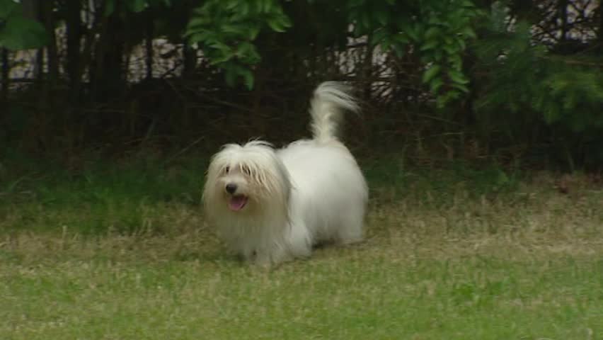 Stock video of coton de tulear adult runs in | 3249979 | Shutterstock