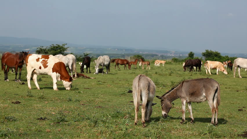 Farm In The Countryside, A Large Number Of Animals In The Forefront Of ...