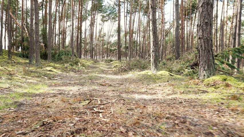 Wilted Leaves Fall Slightly In The Wind Leaving Bare Branches In Trees ...