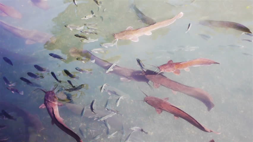 Many Catfishes At Jordan River In Israel Stock Footage Video 3345071 ... Many Catfishes At Jordan River In Israel Stock Footage Video 3345071 ...