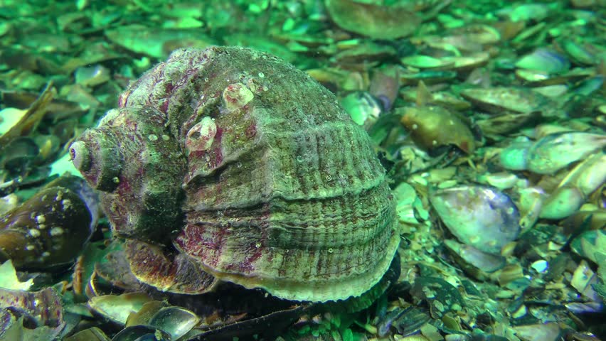 Rapana Venosa Stock Video Footage - 4K and HD Video Clips | Shutterstock