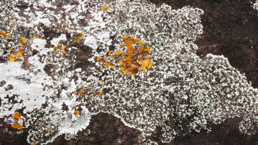 Video stock a tema Gray and Yellow Lichens Growing (100% royalty free ... Video stock a tema Gray and Yellow Lichens Growing (100% royalty free ...