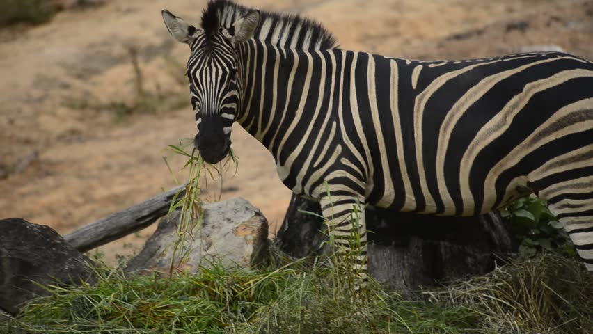 Zebra In Zoo Stock Footage Video 3781559 | Shutterstock