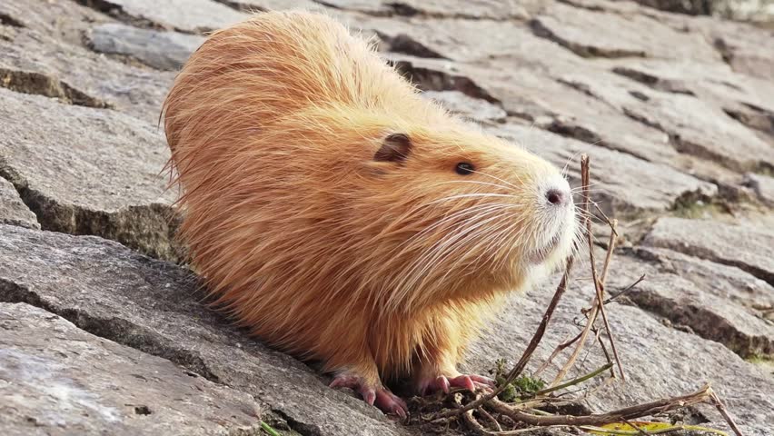 Fluffy Furry Animals Eating, Playing, Feeding And Grooming On The River ...
