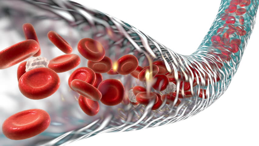 Blood Flow, Red Blood Cells And Leukocytes Moving Along Blood Vessel ... Blood Flow, Red Blood Cells And Leukocytes Moving Along Blood Vessel ...