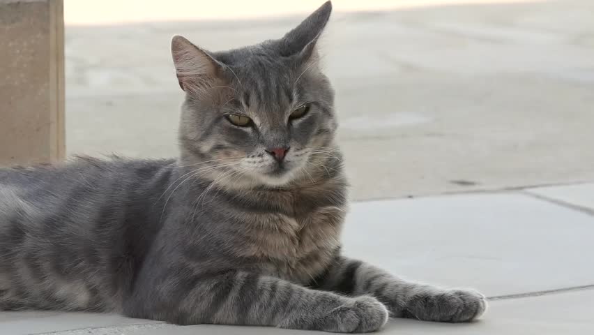 Caressing Sleeping Cute Kitty On Person Legs. Side Shot Of Young Cat ...