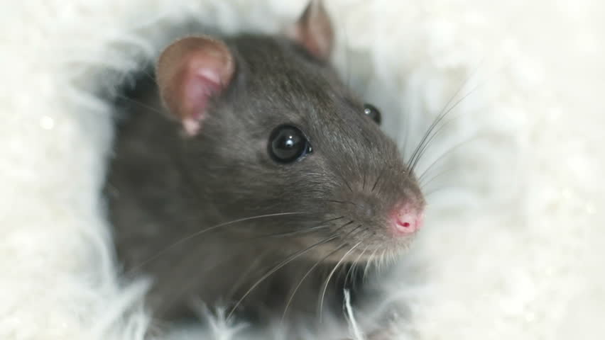 Rat in a White Fluffy Stockvideos & Filmmaterial (100 % lizenzfrei ...