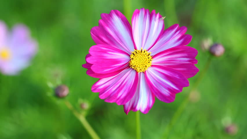 Beautiful Single Flower Pictures | Best Flower Site