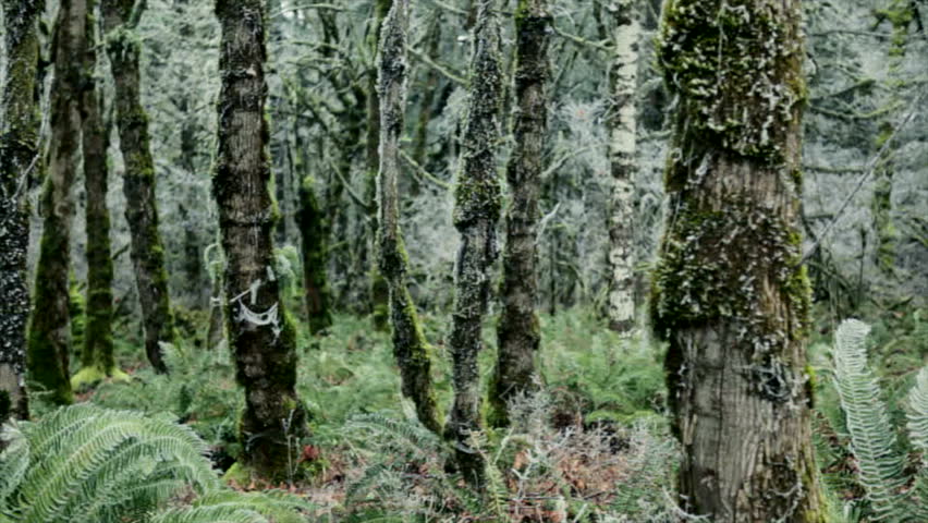 A Thick Layer of Hoar Stock Footage Video (100% Royalty-free) 3430489 ...