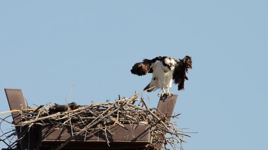 Osprey in Flight - Pandion haliaetus image - Free stock photo - Public ...