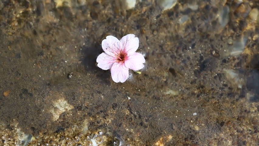 Stock Video Clip of Pink cherry blossom sakura floating in water ...