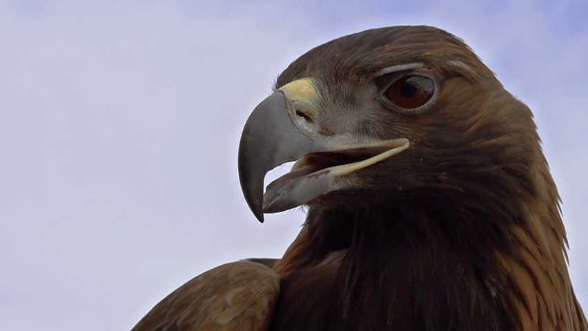 Falcon close-up image - Free stock photo - Public Domain photo - CC0 Images