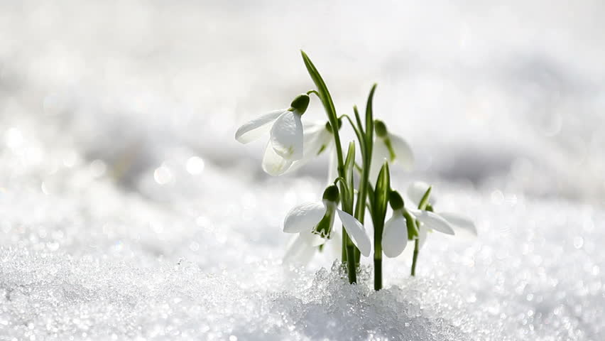 Superb Delicate Snowdrops Flowering From Snow In A Sunny Day Between ...