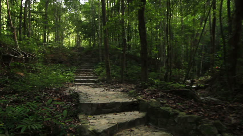Stock video of deep forest - path with stone | 3504989 | Shutterstock