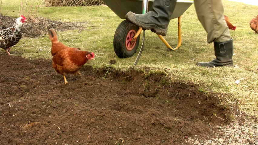 Dig with a Hen Stock Footage Video (100% Royalty-free) 3520049 ...