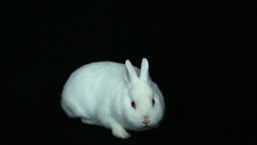 White Bunny Rabbit Sniffing Around On Black Background Stock Footage ...
