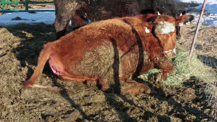 Female Cow In Labor Pains Ready To Give Birth. Black Angus Mixed Breed ...