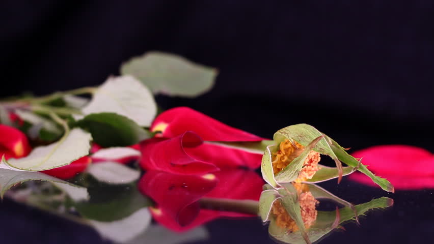 Stock Video Clip of Death Rose | Shutterstock