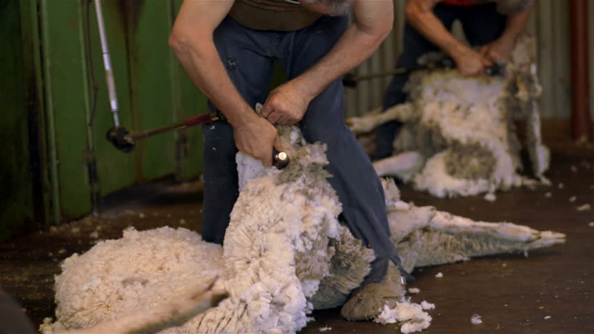 WOODANILLING, AUSTRALIA - NOVEMBER 2012: Shearer Shearing A Merino ...