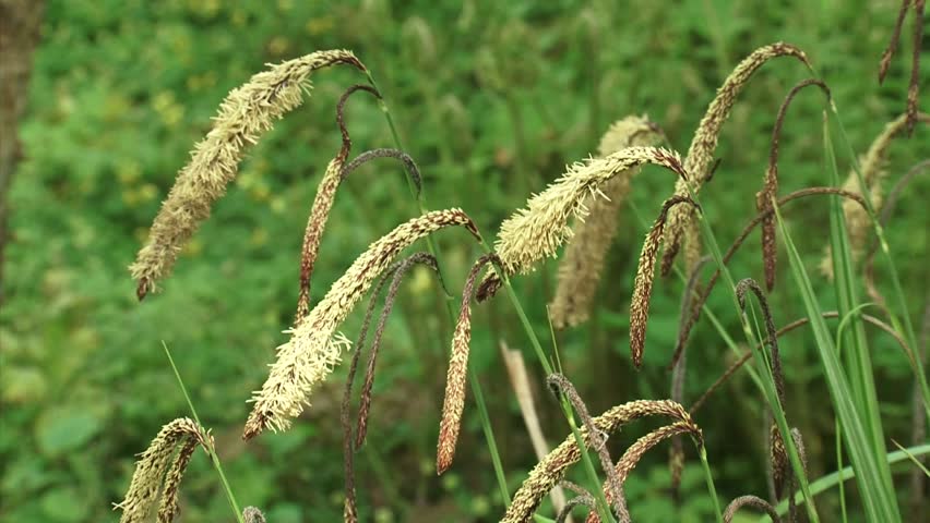 Carex Pendula or Hanging Sedge, Stock Footage Video (100% Royalty-free ...
