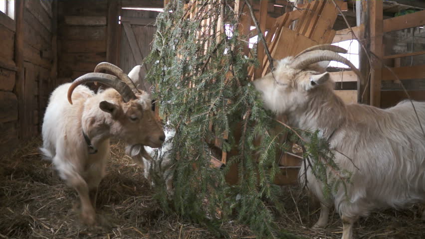 Two Goats Eating a Fir Stock Footage Video (100% Royalty-free) 3628829 ...