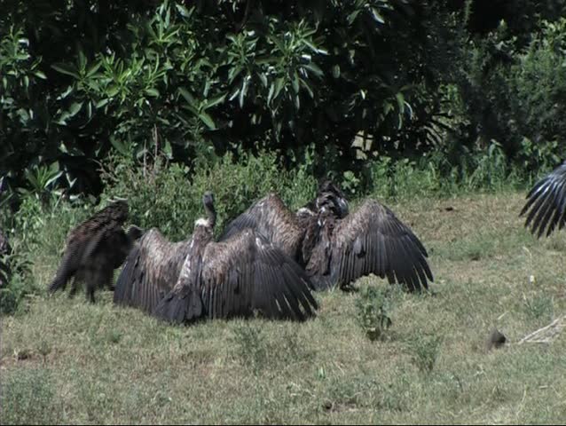 Wild Turkey Walking, Flying And Scratching In Ground And Snow In Winter ...