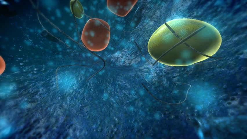 Cytoplasm Stock Footage Video | Shutterstock