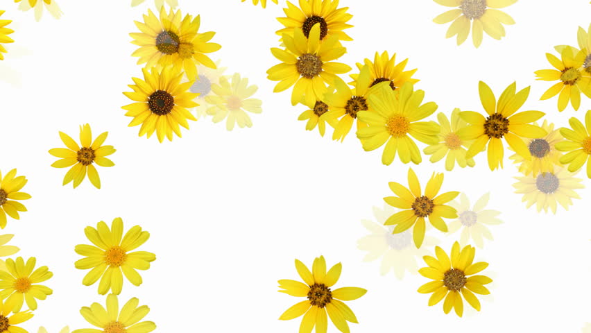 Floral Background (sunflower) - Alpha, Looping Animation Stock Footage ...