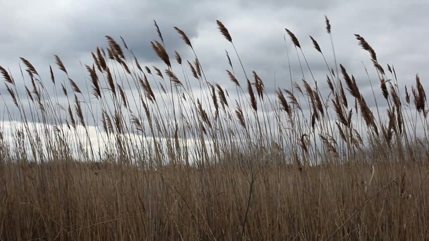 Stock video of belle isle marsh reservation marsh reeds | 379249 ...