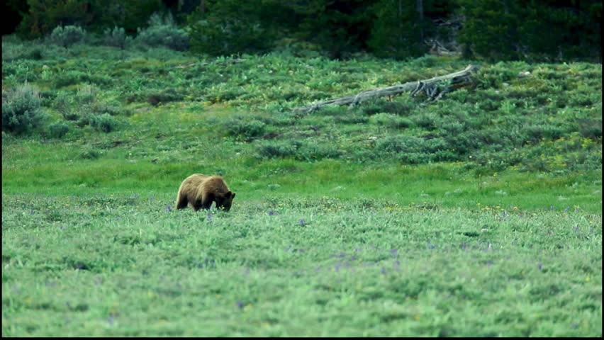Grizzly Bear Cub Digging for Stock Footage Video (100% Royalty-free ...