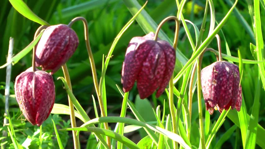 Spring Flowers - Snakes Head Stock Footage Video (100% Royalty-free ...