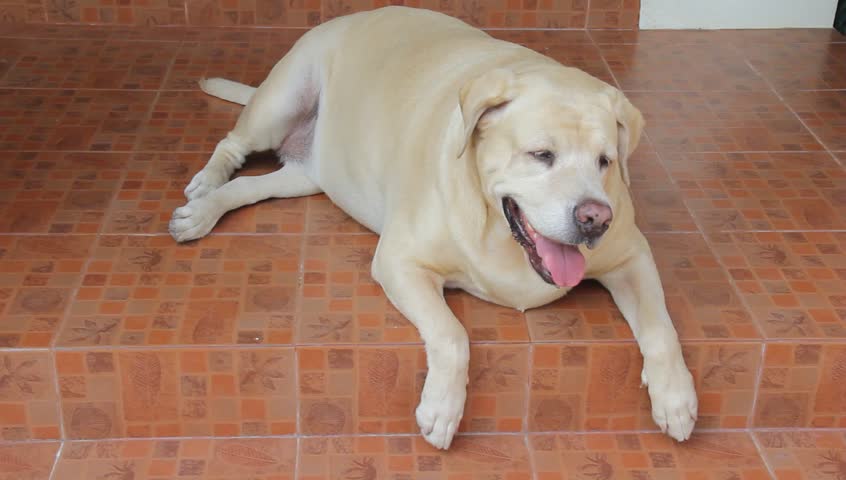 Fat Labrador Retriever 11 Year Old Breathless , Shortness Of Breath On ...